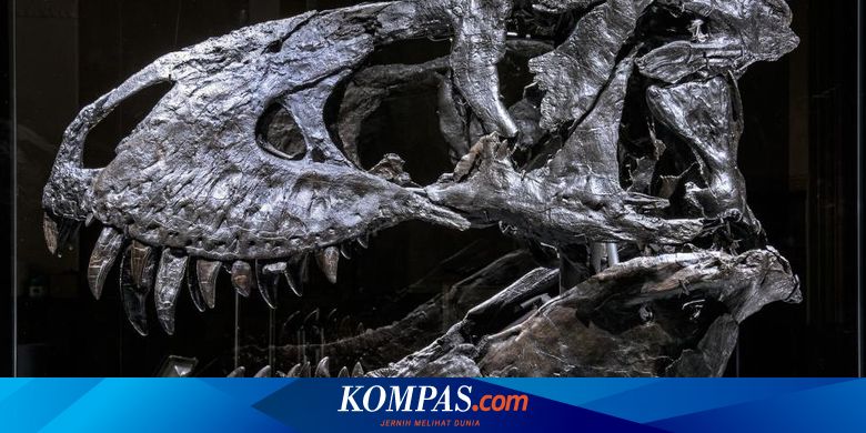 Fosil: Pengertian, Proses Pembentukan, dan Jenis-jenisnya