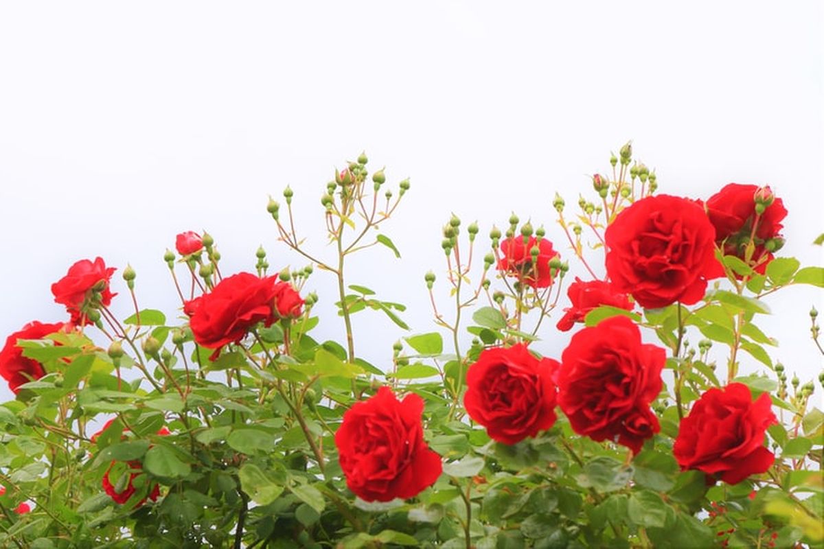 6 Cara Merawat Tanaman Mawar agar Rajin Berbunga