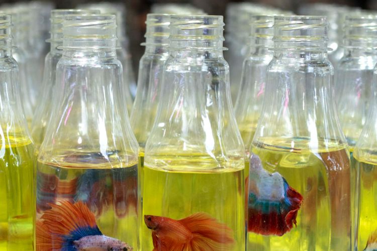 Stop Menaruh Ikan Cupang di Stoples Kaca, Ini Bahayanya