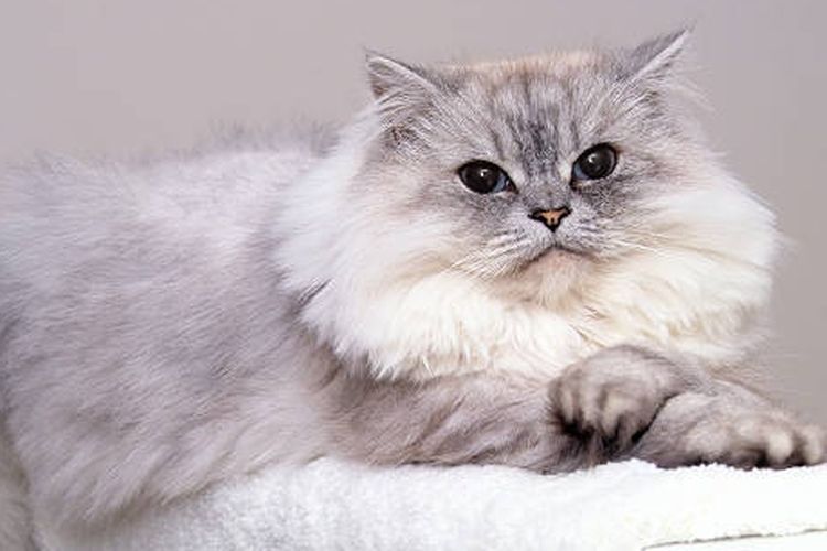 5 Rekomendasi Ras Kucing Berbulu Panjang yang Cocok untuk Dipelihara