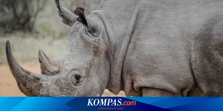 Ilmuwan Afrika Selatan Suntikkan Zat Radioaktif ke Cula Badak untuk Mengerem Perburuan Liar