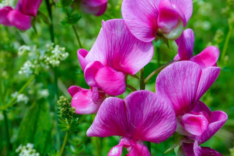 3 Cara Mencegah Tikus Memakan Bunga Sweet Pea