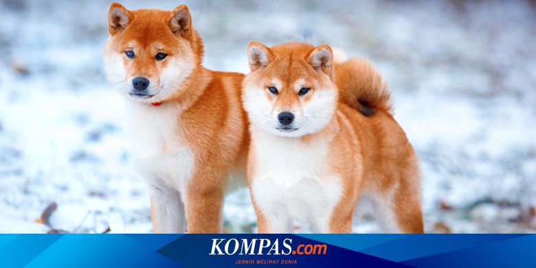 15 Ras Anjing Asal Asia yang Bisa Dijadikan Hewan Peliharaan