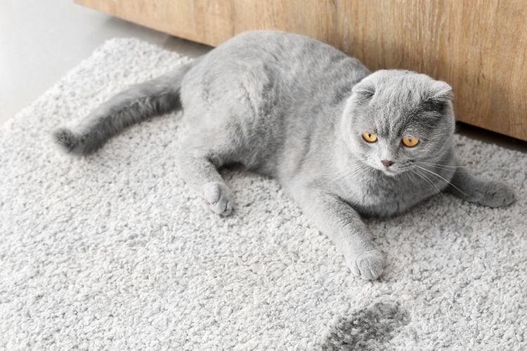 Cara Menghilangkan Bekas Urine Kucing di Karpet