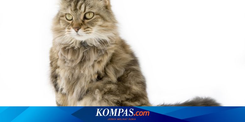 10 Ras Kucing yang Paling Ramah, Maine Coon hingga Persia