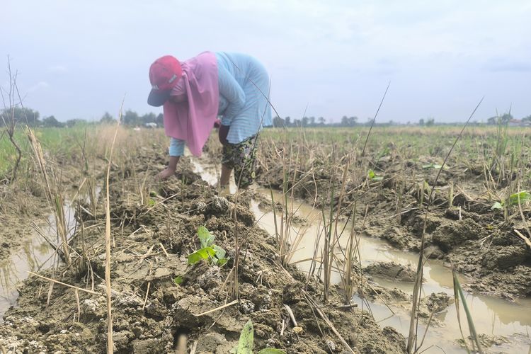 Kemarau Basah Diprediksi Terjadi hingga Oktober 2025, Ini Penjelasan BMKG