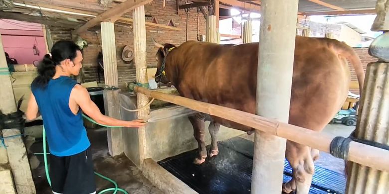 Kliwon, Sapi Kurban Presiden Prabowo dari Polewali Mandar, Dirawat ...