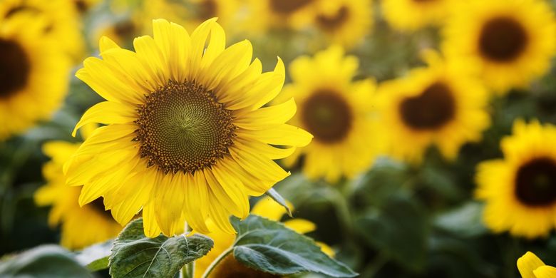Bunga Matahari Artinya Apa? Cari Tahu Makna Filosofisnya Berikut Ini ...