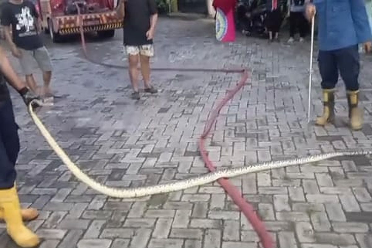 Damkar Evakuasi Ular Piton Sepanjang 4 Meter yang Resahkan Warga di Gresik