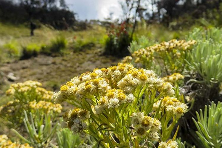 8 Fakta Edelweis, Bunga Abadi di Gunung yang Tak Boleh Dipetik