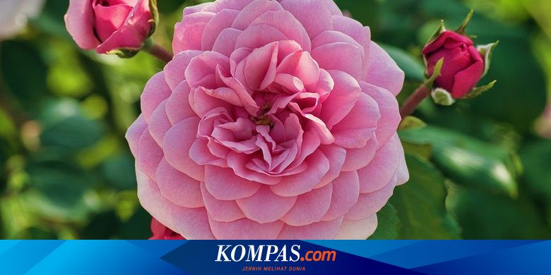 Tips Memupuk Tanaman Mawar agar Bunganya Cerah dan Besar