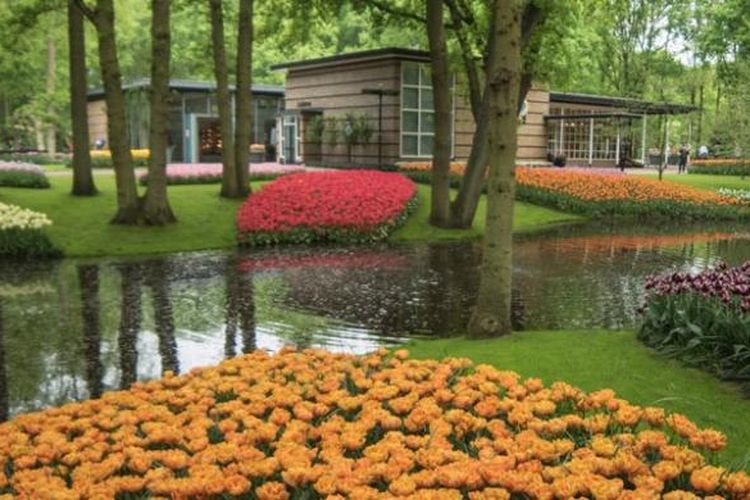 Festival Bunga Tulip Terbesar di Belanda Dibuka untuk Umum