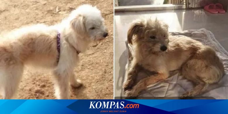 Anjing Setia Ini Berjalan 60 Km Selama 26 Hari untuk Pulang ke Majikannya