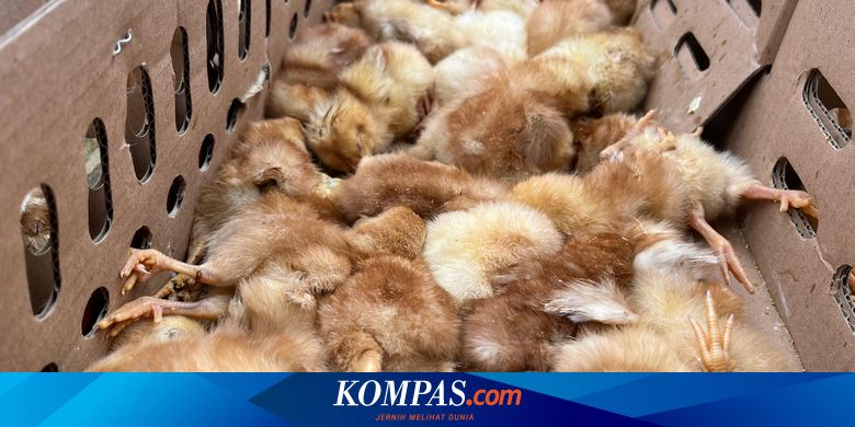 2.035 Ekor Ayam DOC Mati, Karantina Papua Selatan Lakukan Pemusnahan