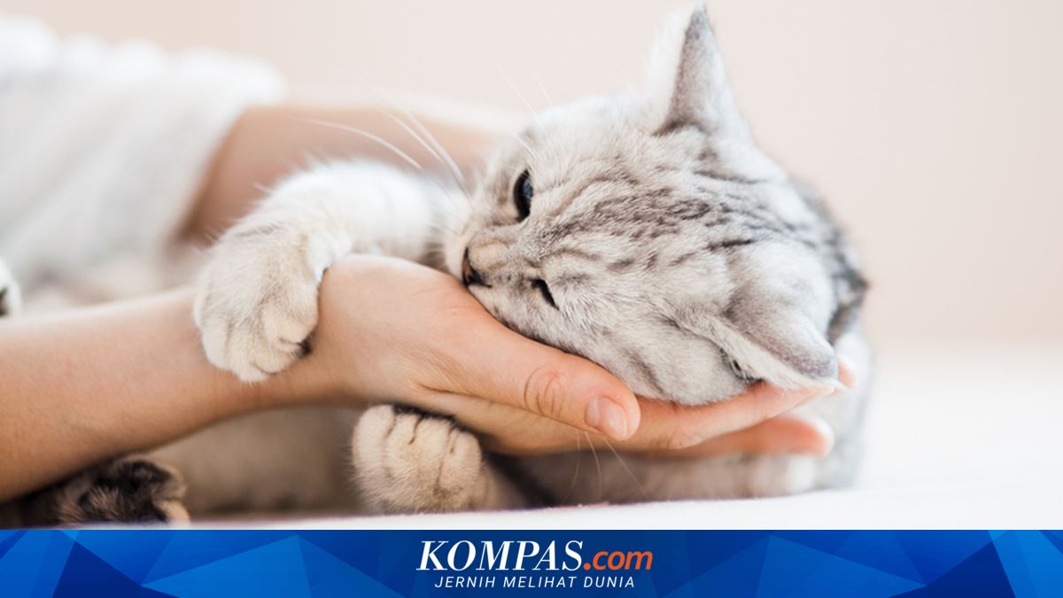 Kucing Peliharaan Mendadak Murung, Ada Apa?