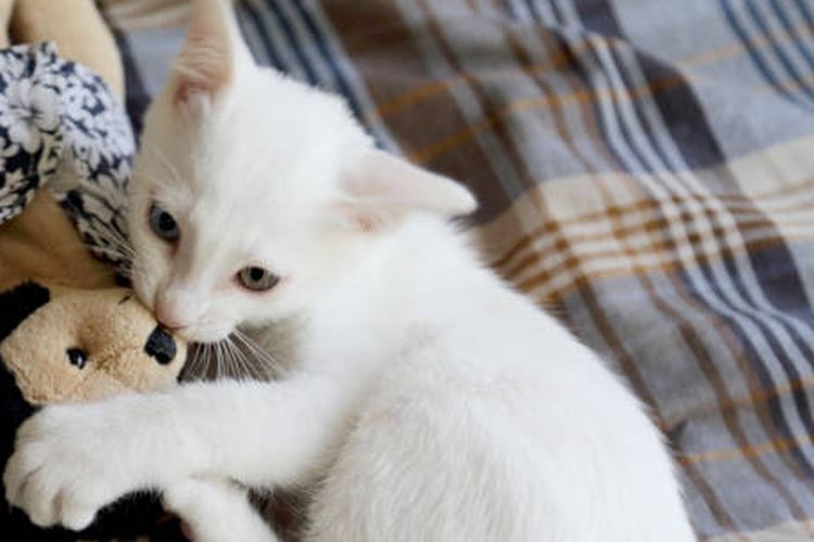 Mengenal Ras Kucing Khao Manee, Karakteristik dan Cara Perawatannya