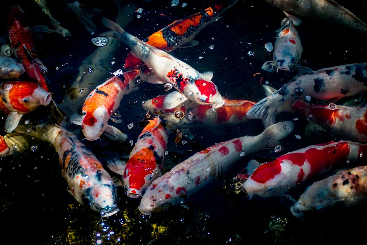 Pemadaman Listrik, Toko Ikan Hias di Bandung Rugi Rp 3,5 Juta Sehari