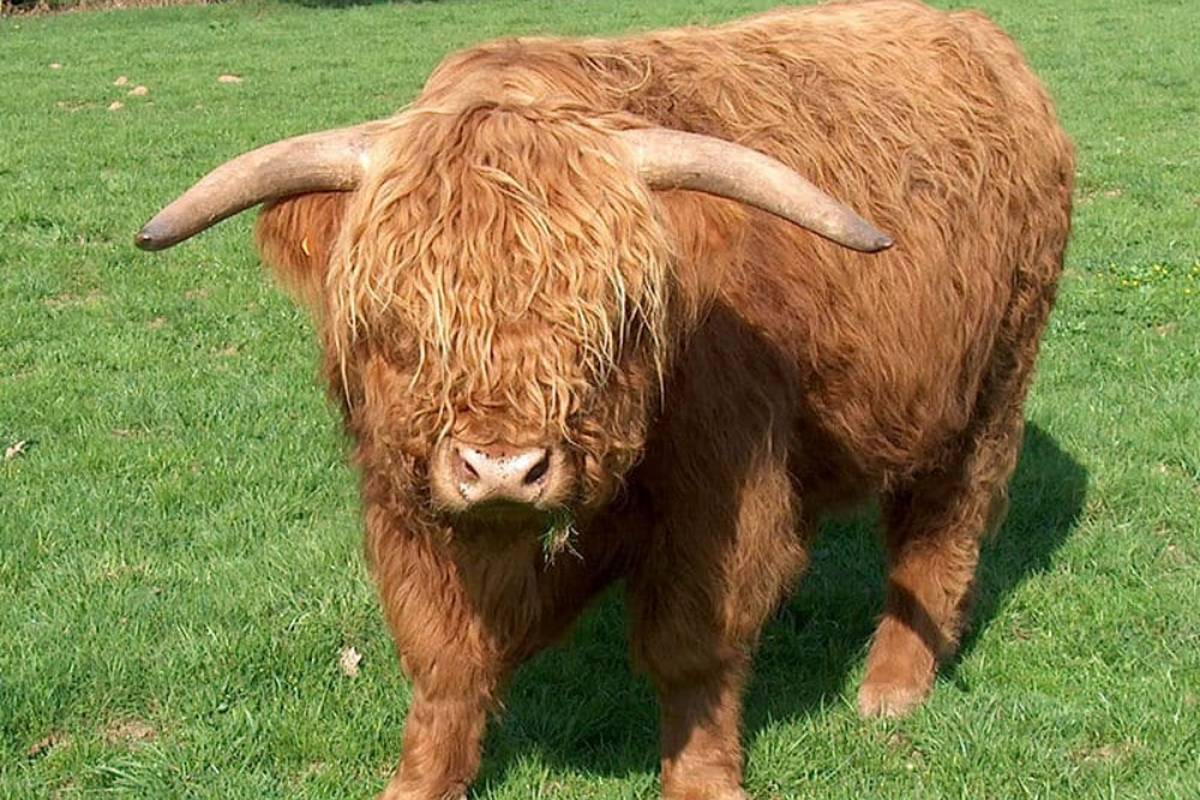 5 Hewan yang Punya Bulu Paling Lebat di Dunia