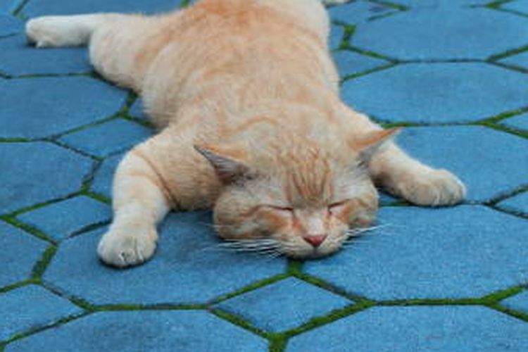 7 Posisi Tidur Kucing dan Artinya
