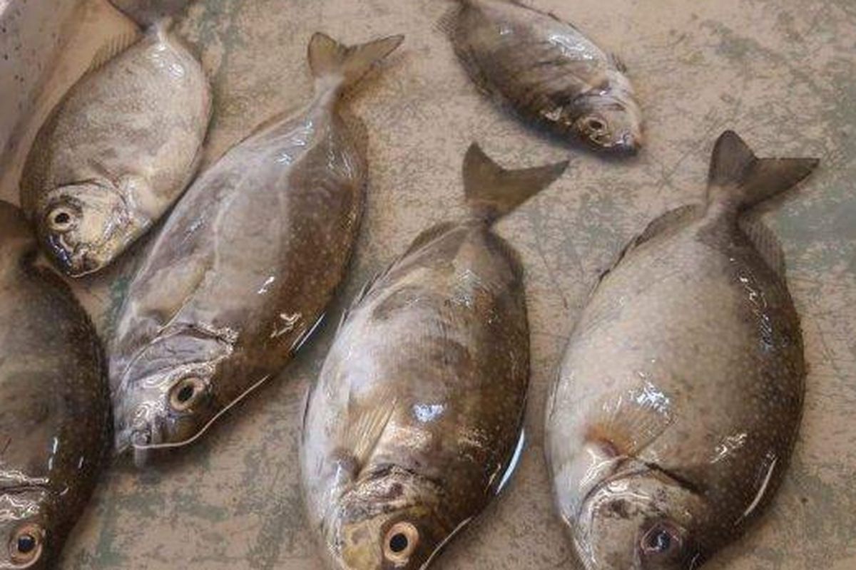 Dipercaya Bawa Keberuntungan, Ikan Dingkis Tembus Rp 500.000 Per Kg ...