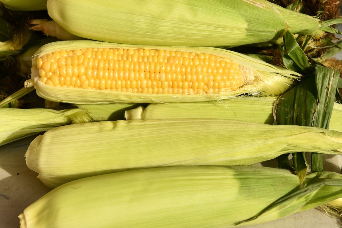 9 Cara Pilih dan Simpan Jagung, Jangan Kupas Kulit Sebelum Dimasak