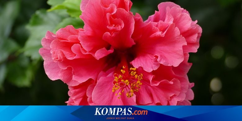 Ada yang Harum dan Ada yang Busuk, Mengapa Bunga-bunga Berbau?