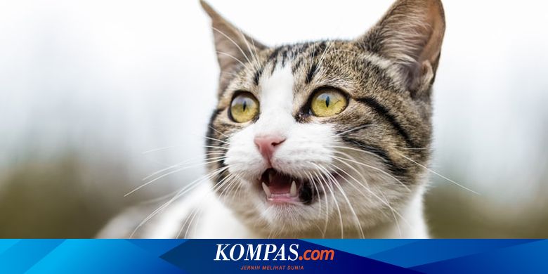7 Fakta Menarik Gigi Kucing, Jarang Sakit Gigi dan Tidak Berlubang