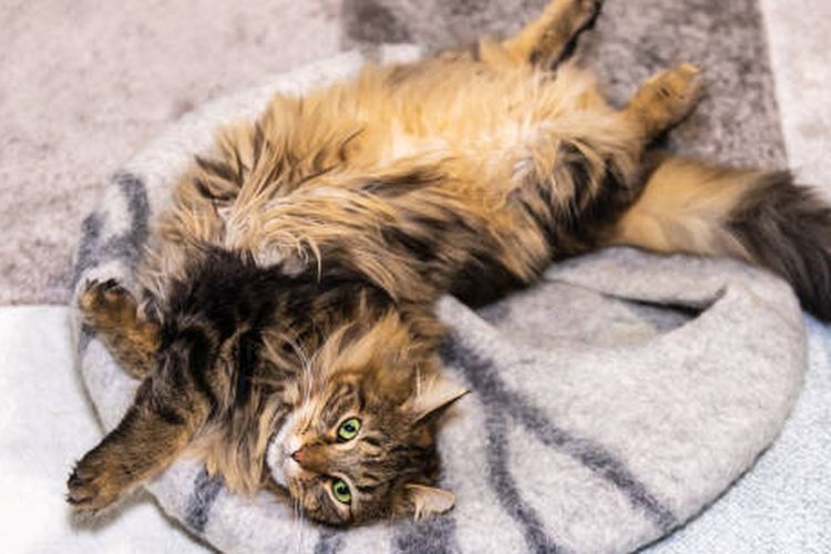 Mengenal Ras Kucing Siberia, Karakteristik dan Cara Perawatannya