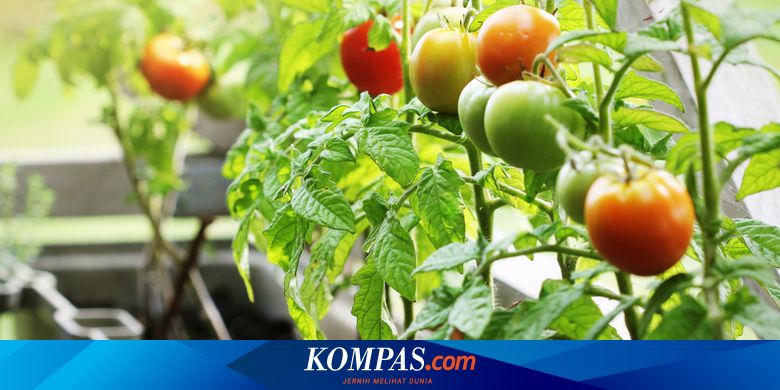 Cara Menanam Tomat di Balkon agar Cepat dan Banyak Berbuah
