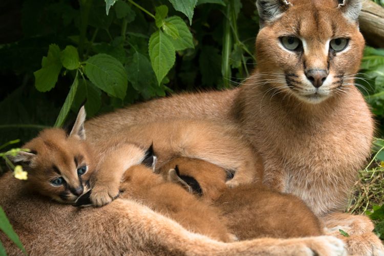 8 Fakta Menarik Kucing Caracal, Pemburu Andal dan Terancam Punah