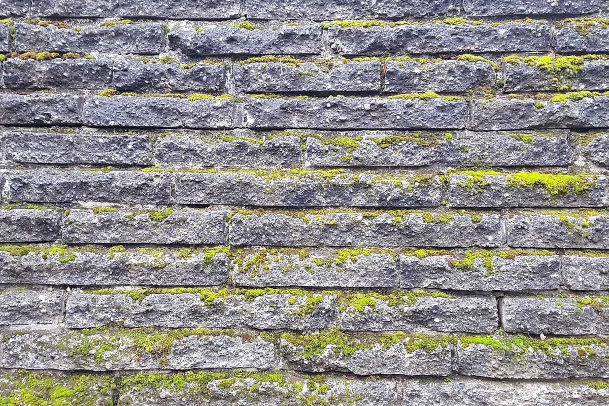 7 Cara Mudah Membersihkan Lumut di Dinding