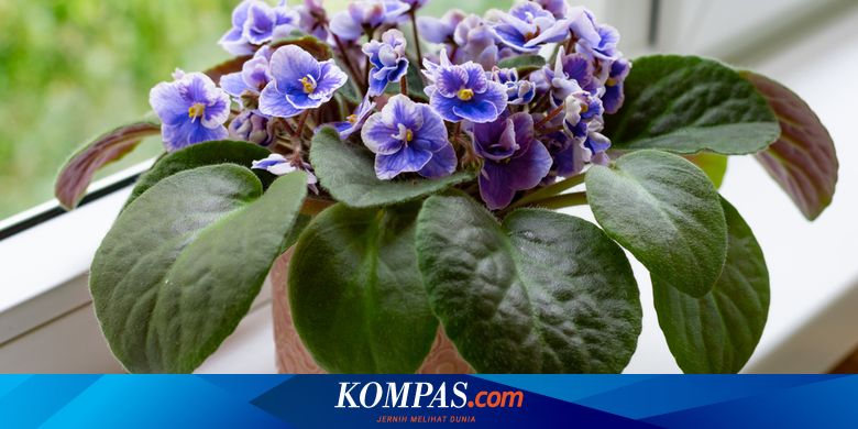 Gampang, Ini 3 Cara Memperbanyak Bunga African Violet