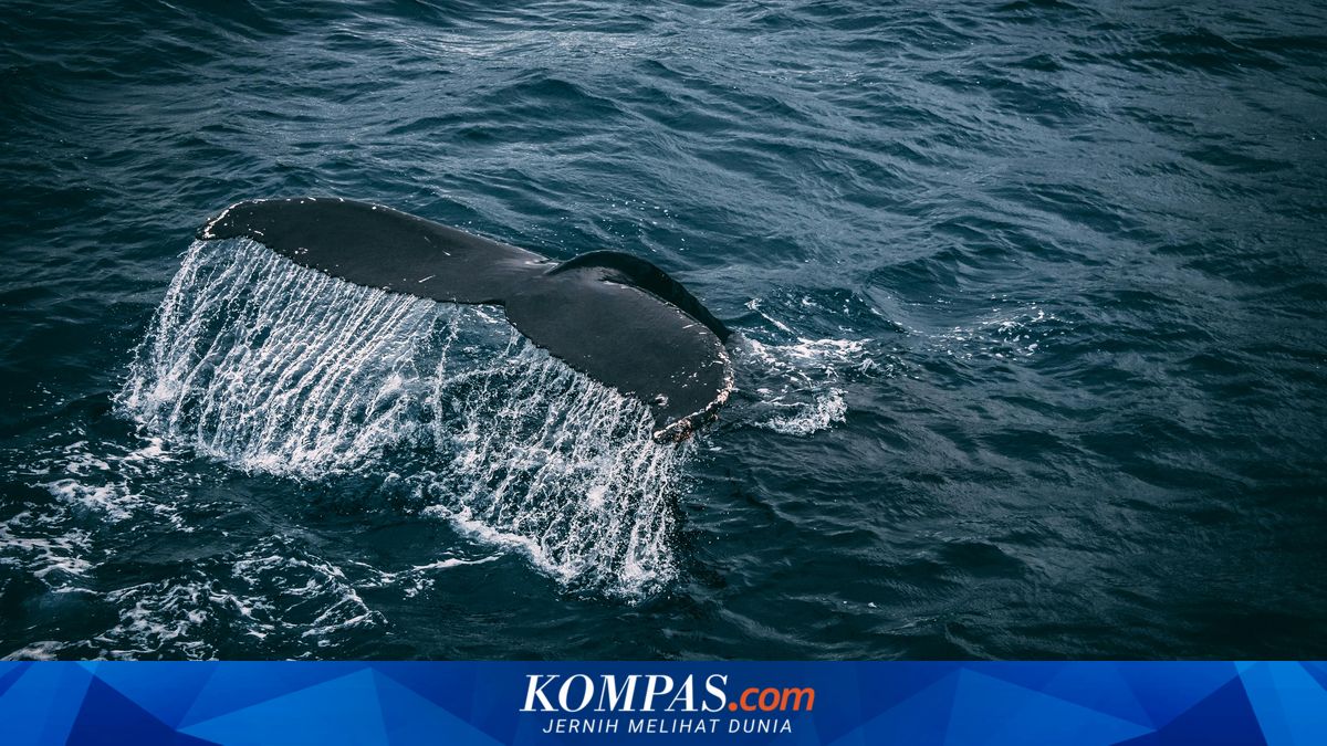 Ilmuwan Temukan Spesies Paus Purba Baru, Ungkap Jejak Evolusi Paus ...