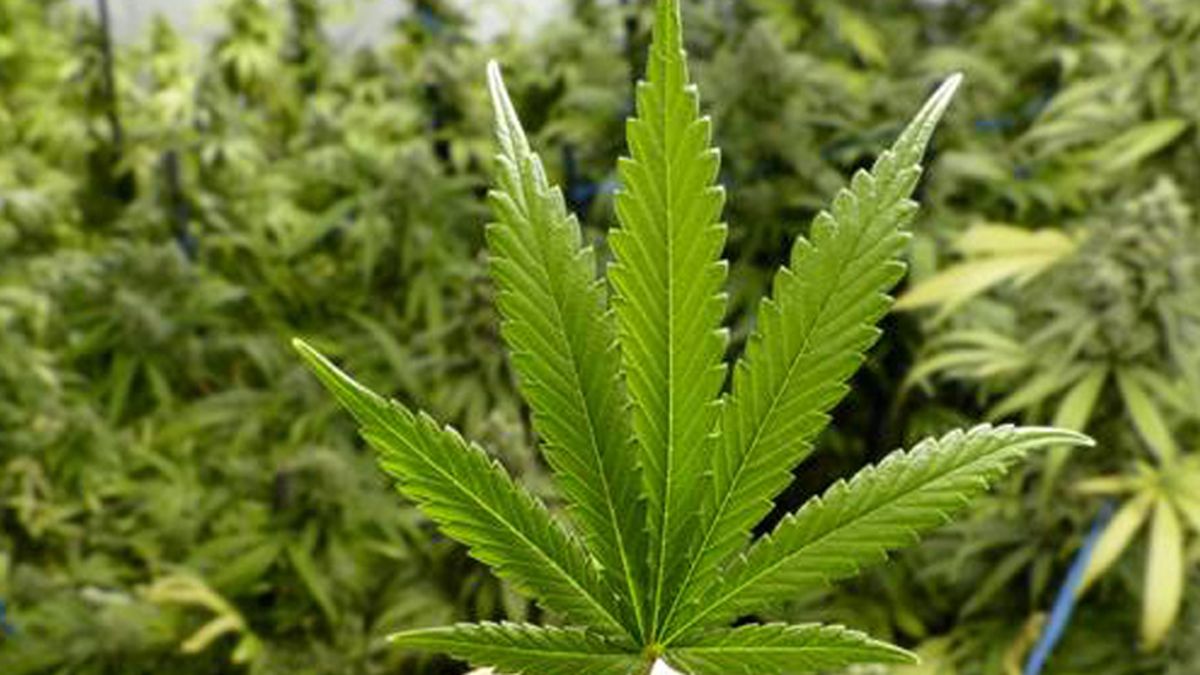 Drug Busts Uncover New Synthetic Marijuana Peddled in Indonesia