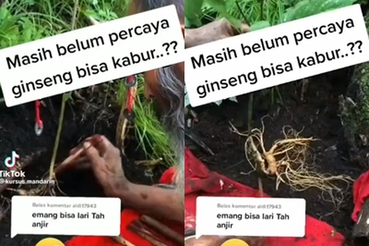 Benarkah Ginseng Bisa Kabur dan Melompat? Ini Penjelasan Ahli Botani