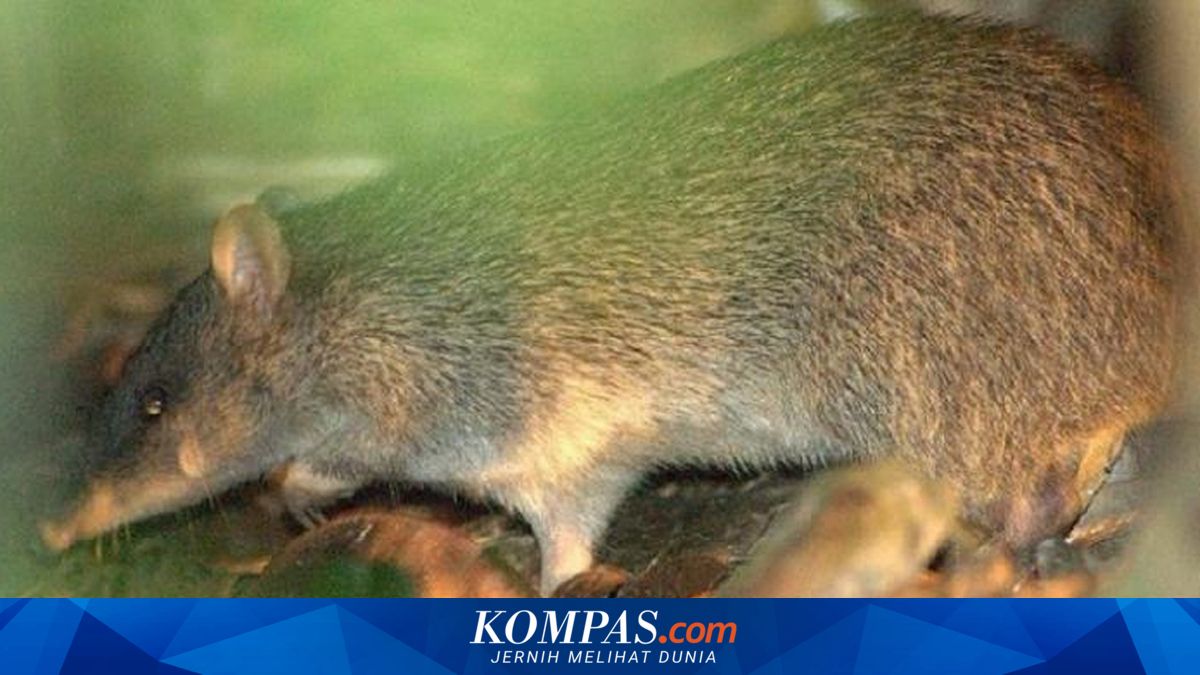 Bandekut, "Tikus Babi" dari Tanah Papua