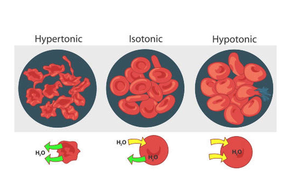 Larutan Hipotonik, Hipertonik, dan Isotonik