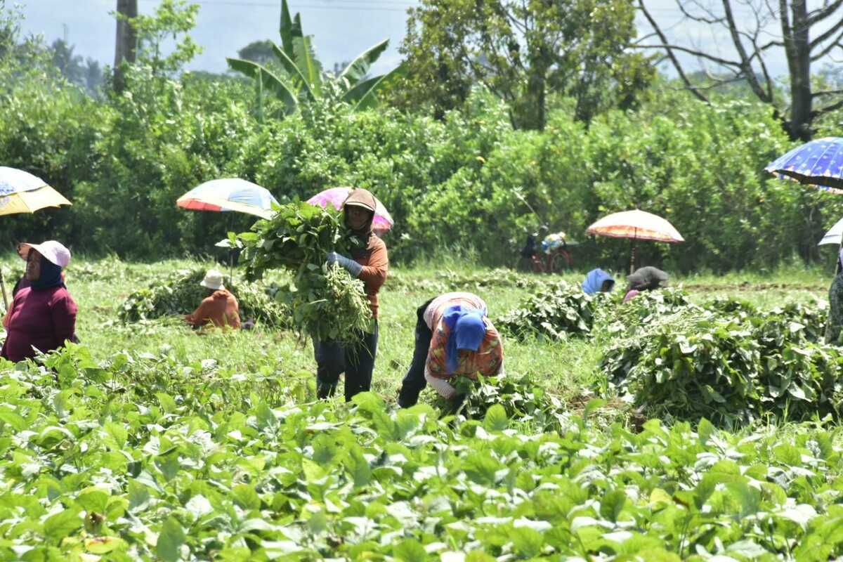 Petrokimia Gresik Klaim Sukses Buat Pendapatan Petani Edamame di Jember ...
