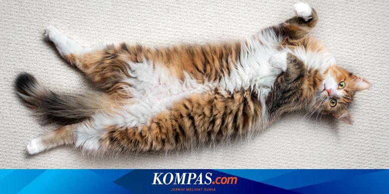 6 Alasan Kucing Berguling-guling di Lantai Halaman all - Kompas.com