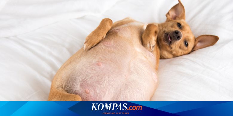 5 Tanda Anjing Hamil yang Perlu Diketahui