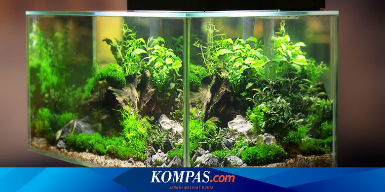 5 Hal yang Perlu Dipertimbangkan Saat Membeli Akuarium Pertama Kali