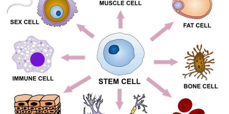 Apa yang Dimaksud dengan Diferensiasi Sel?