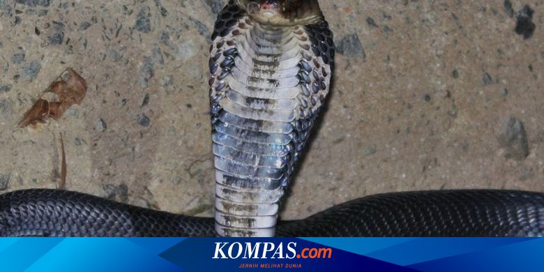 Ahli Jelaskan Bagaimana Virus Corona Wuhan Bisa Berasal dari Ular