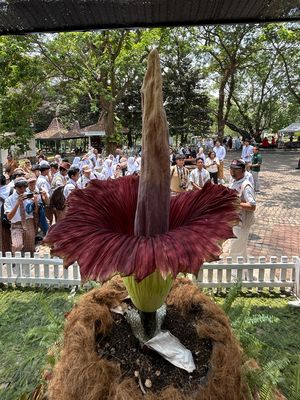 Momen Langka, Amorphophallus Titanum Mekar Pertama Kali di Kebun Raya ...