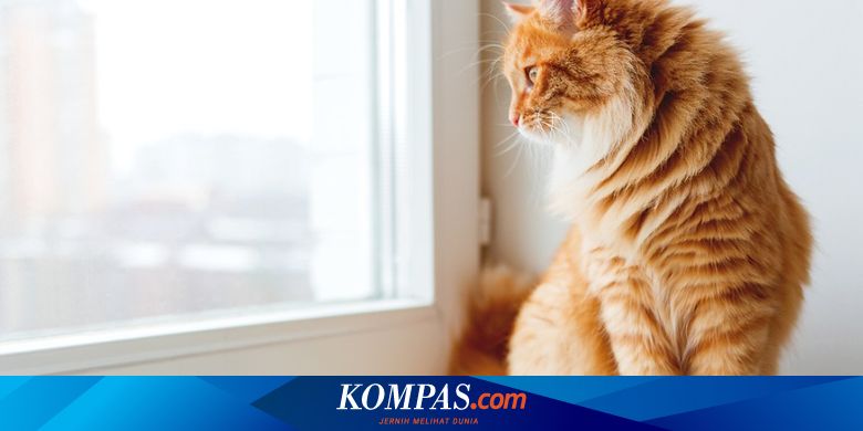 Terapi Pelihara Kucing Ampuh Tingkatkan Kemampuan Sosial Anak Autisme