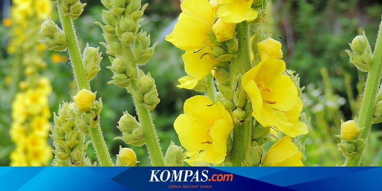 5 Tanaman yang Tidak Disukai Kambing, Dijamin Langsung Pergi