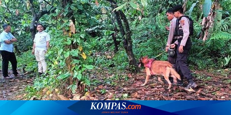 6 Fakta Kasus Pembunuhan Gadis Penjual Gorengan di Sumbar, Tersangka Ditangkap di Loteng Rumah ...
