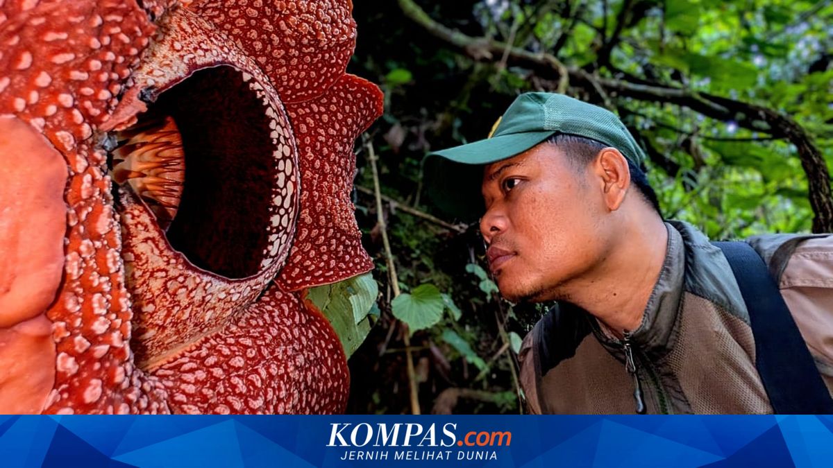 6 Tempat yang Bisa Dikunjungi untuk Lihat Bunga Rafflesia yang Mekar