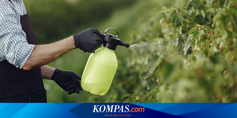 Mengenal Pestisida dan Jenis-jenisnya Sesuai Hama Tanaman