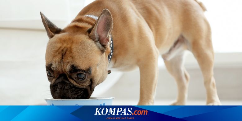 Anjing Tidak Mau Makan, Pertanda Apa?